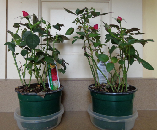 Stray Plants – Deborah Cooke: Author